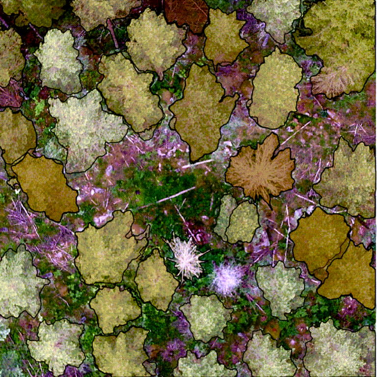 Базисная модель для сегментации изображений – SAM (Segmentation ...